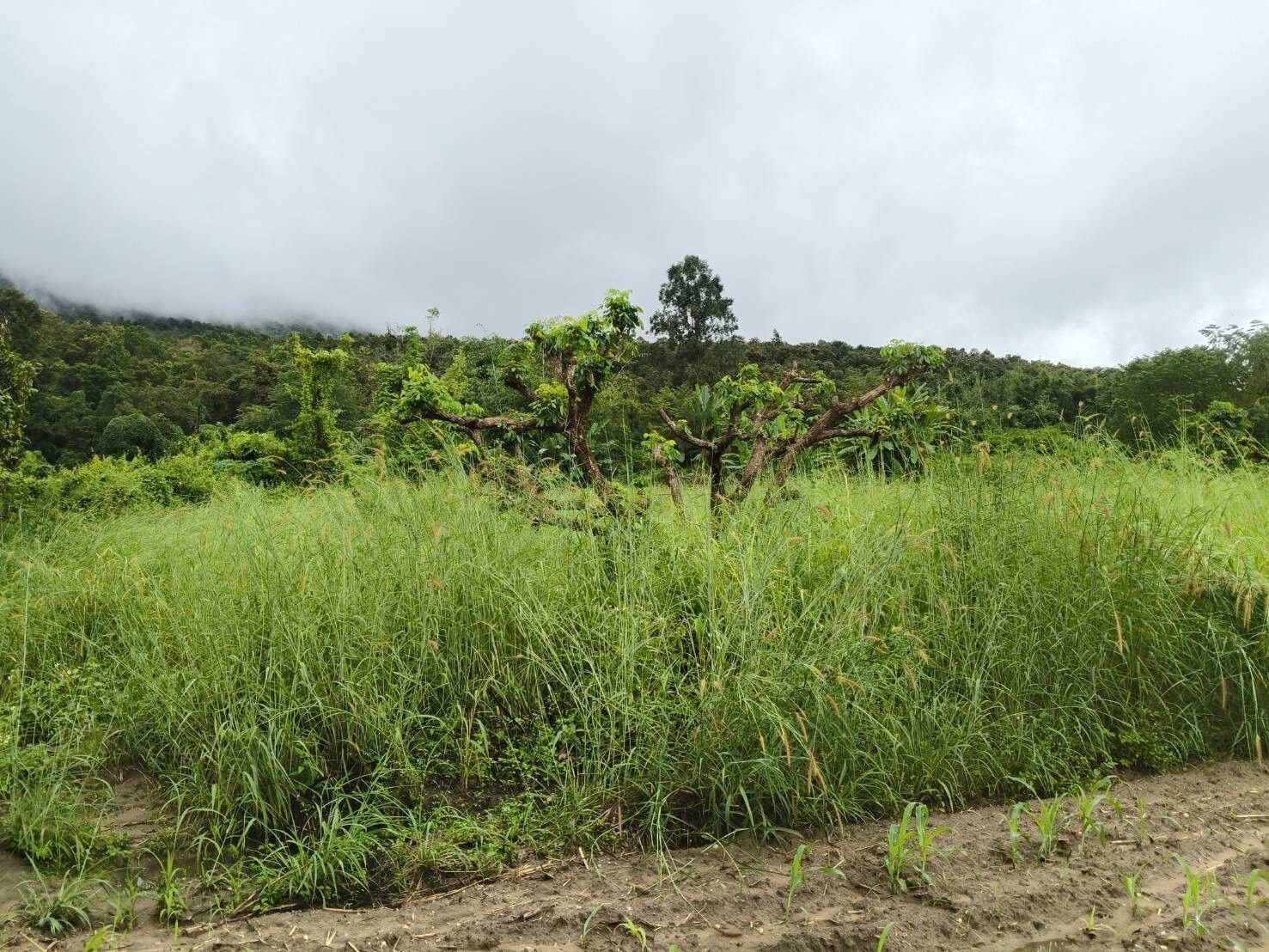 Land for Sale in Doi Ngam, Chiang Rai for ฿4,500,000 | U5877431