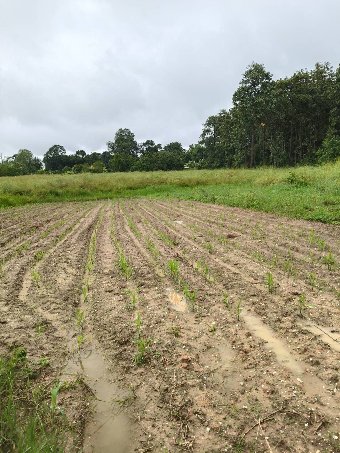 Land for Sale in Doi Ngam, Chiang Rai for ฿4,500,000 | U5877431