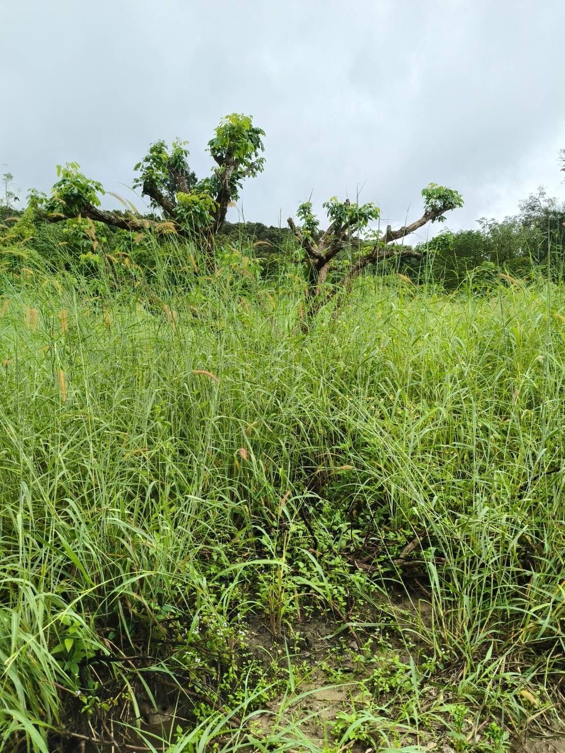 Land for Sale in Doi Ngam, Chiang Rai for ฿4,500,000 | U5877431