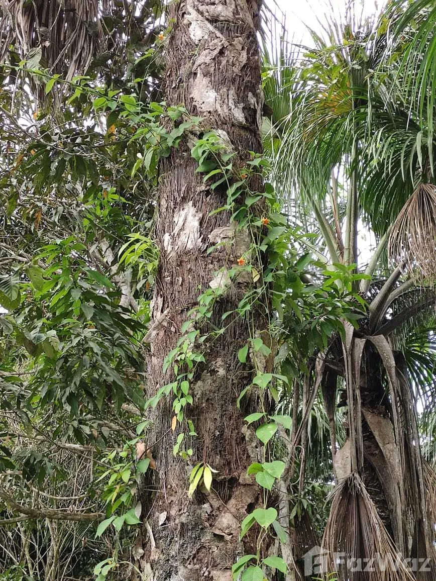 Land for Sale in Iquitos, Loreto for S/2,570,000 | U5796188