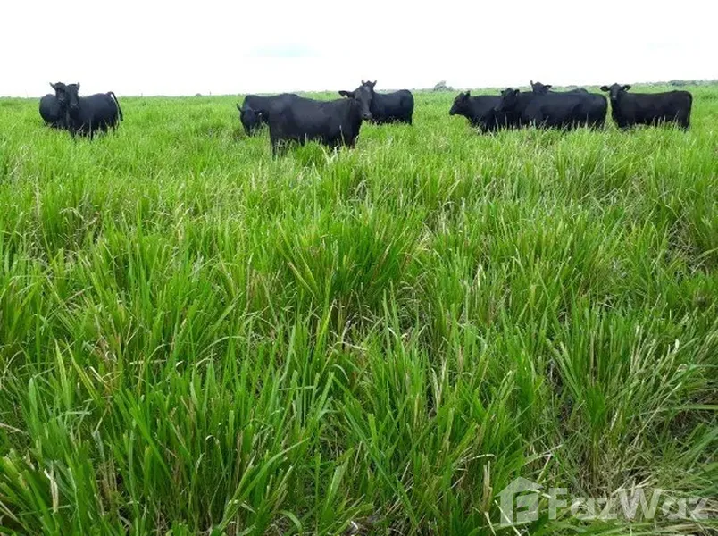 30 Best Land Plots for Sale in Brazil - FazWaz.com.br